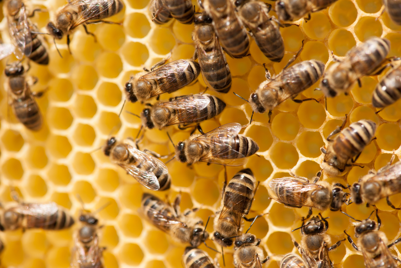 Apiary | Iowa Department of Agriculture and Land Stewardship