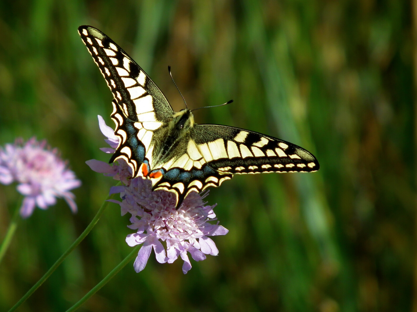 Insects | Iowa Department of Agriculture and Land Stewardship
