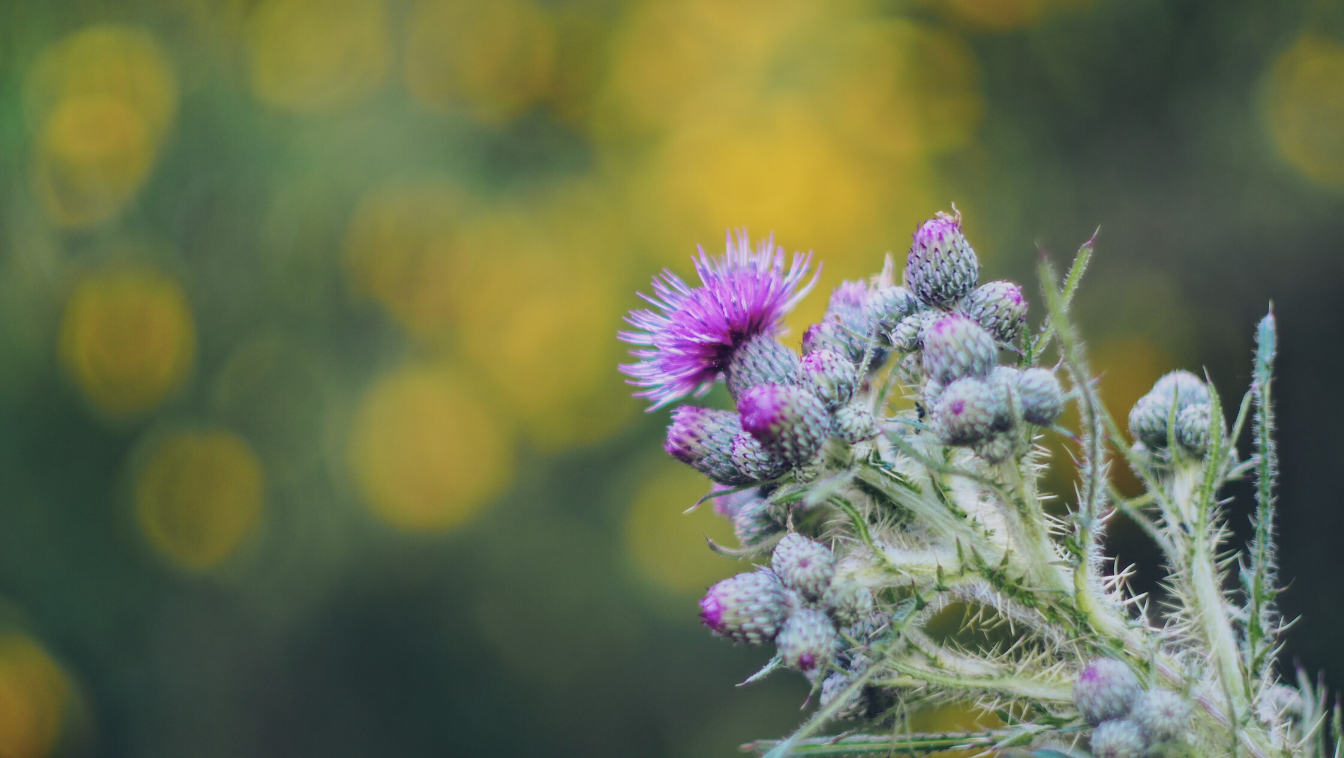 Plants | Iowa Department of Agriculture and Land Stewardship